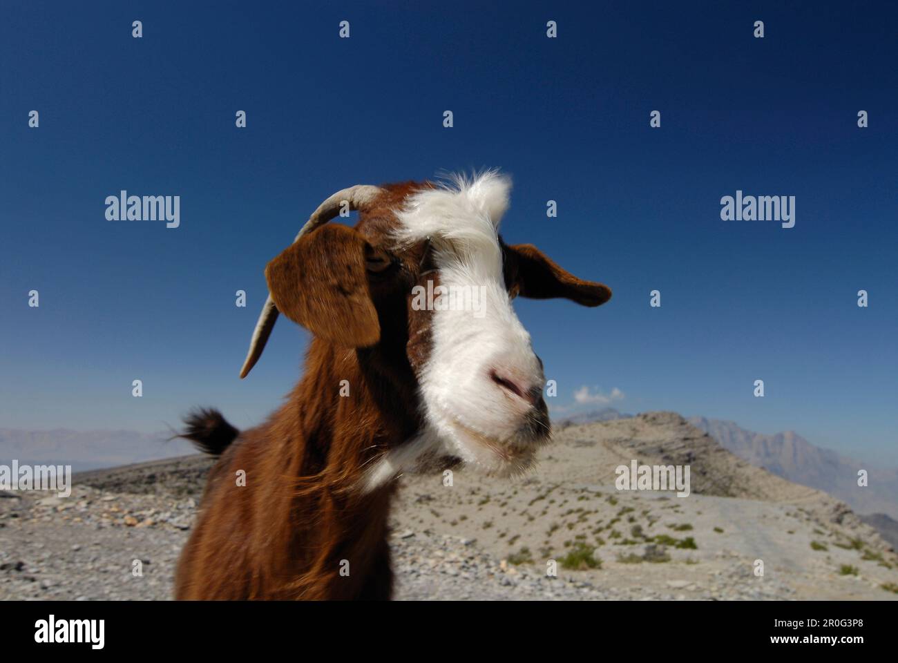 Oman mountain goat hi-res stock photography and images - Alamy