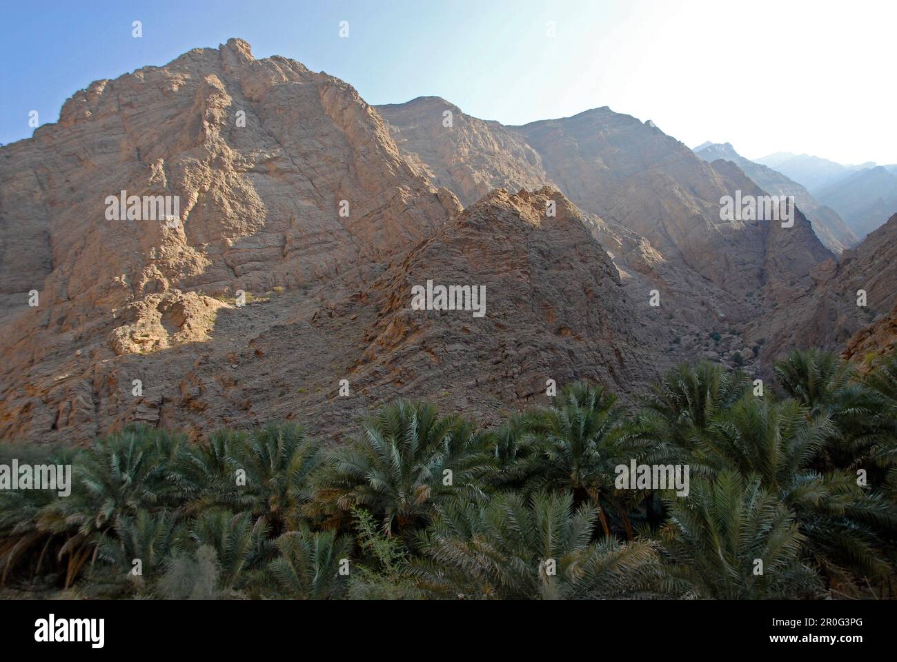 Palm trees in front of sunlit mountains, Al Hajar mountains, Wadi Bani ...