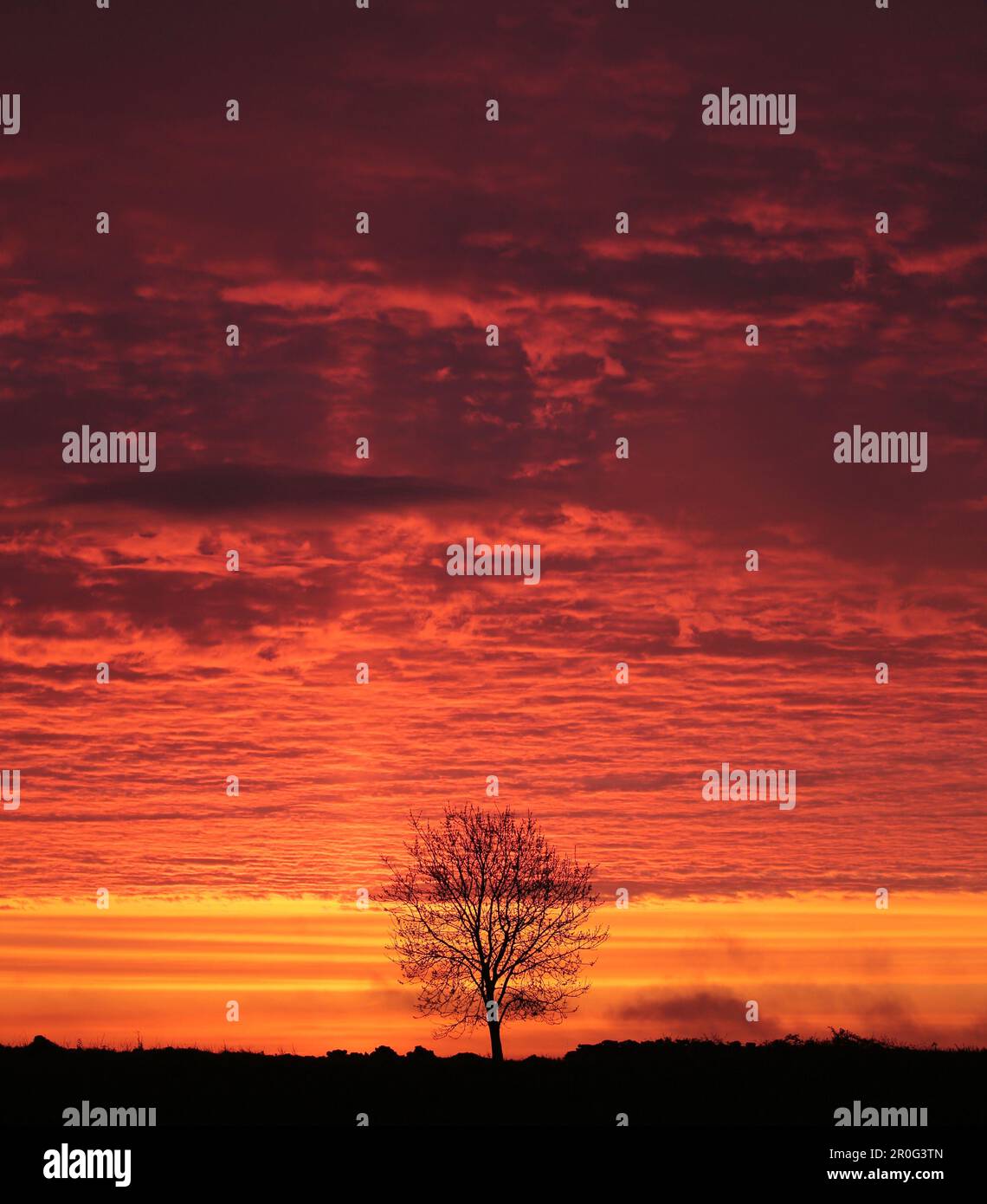 Sunrise with tree silhouette Stock Photo - Alamy