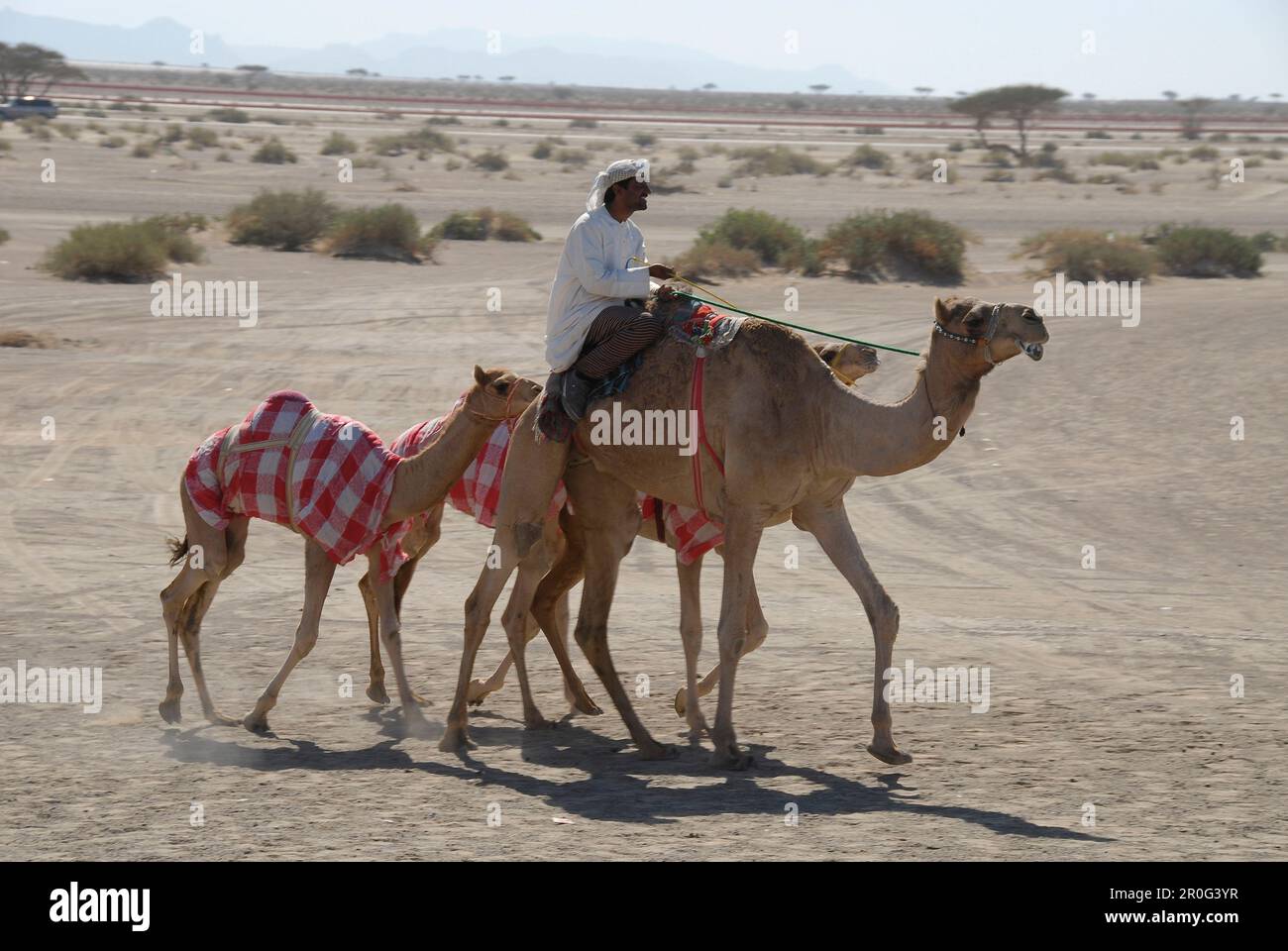 National animal of the united arab emirates hi-res stock photography ...