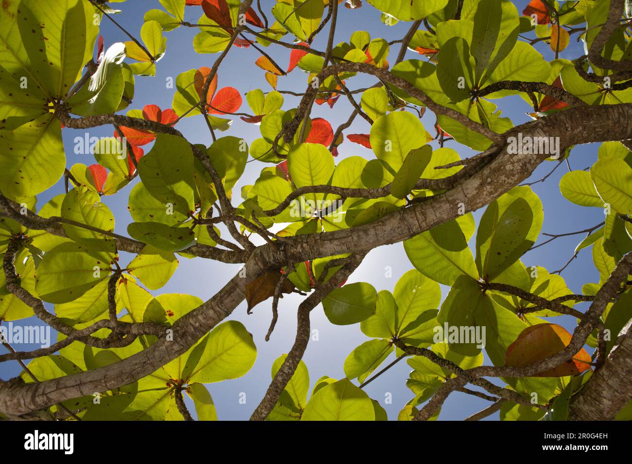 Tree at Bikini Beach, Marshall Islands, Bikini Atoll, Micronesia ...
