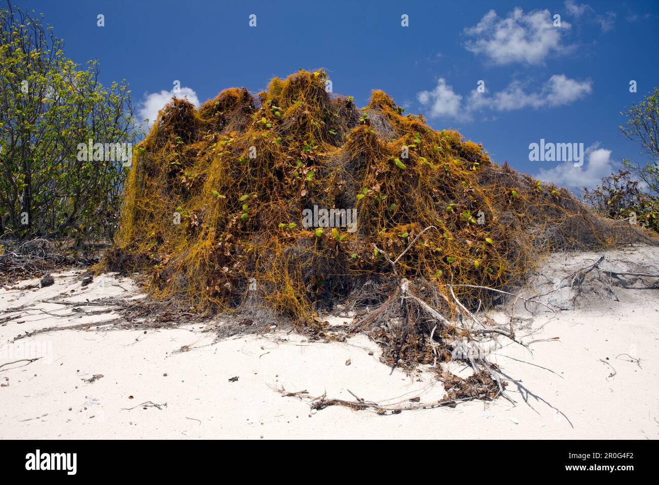 Plants at Bikini Beach, Marshall Islands, Bikini Atoll, Micronesia ...