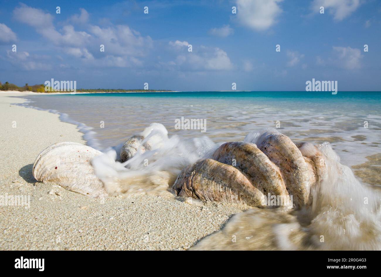 Shells at Bikini Beach, Marshall Islands, Bikini Atoll, Micronesia ...