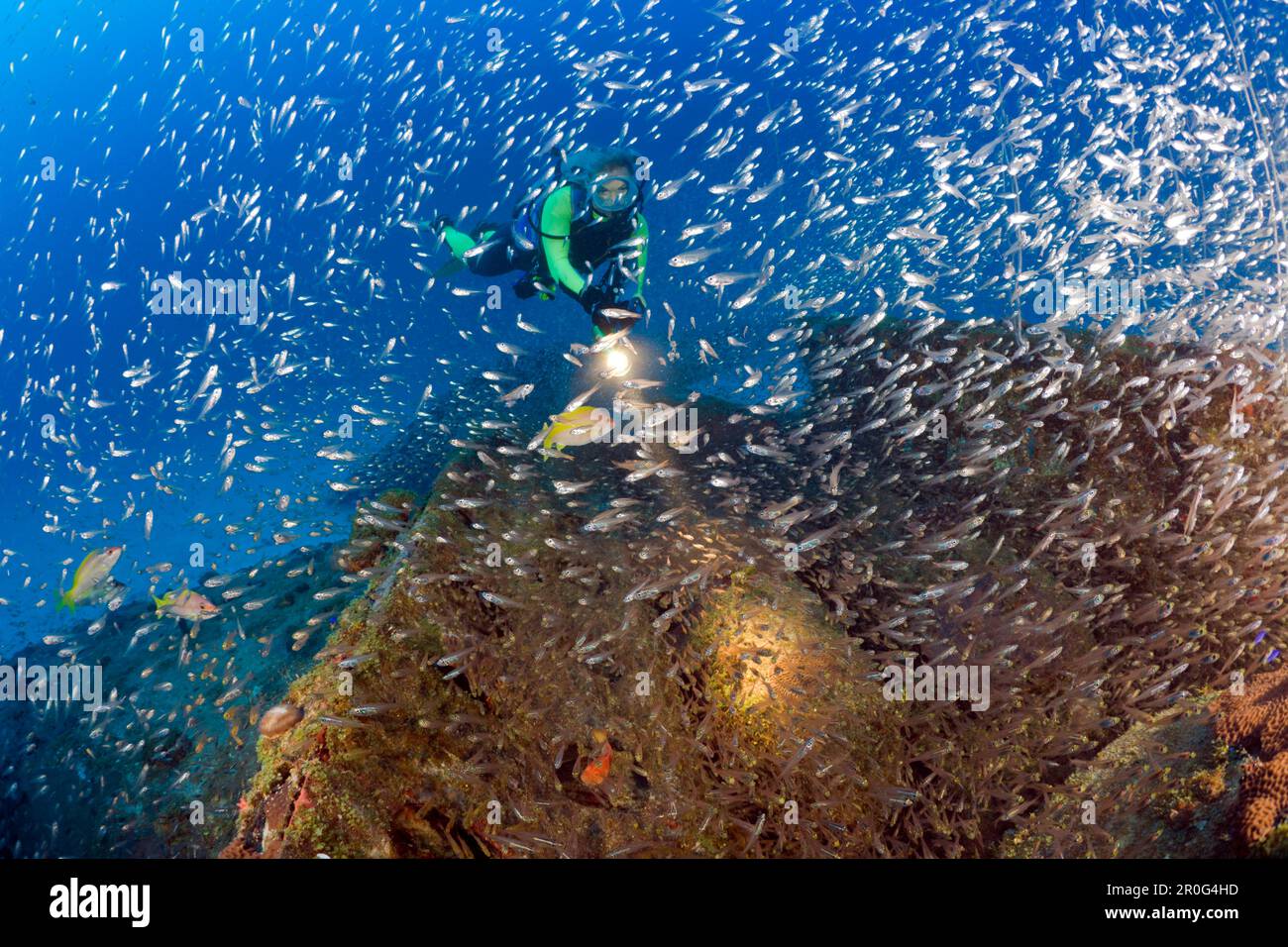 Diver finds Torpedo at Bomber near to USS Saratoga, Marshall Islands ...