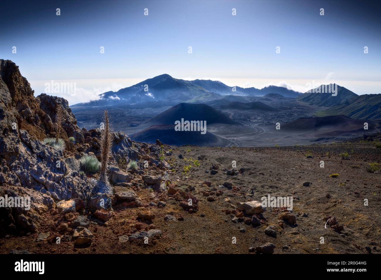 endemic Silversword at Haleakala Volcano Crater, Argyroxiphium ...