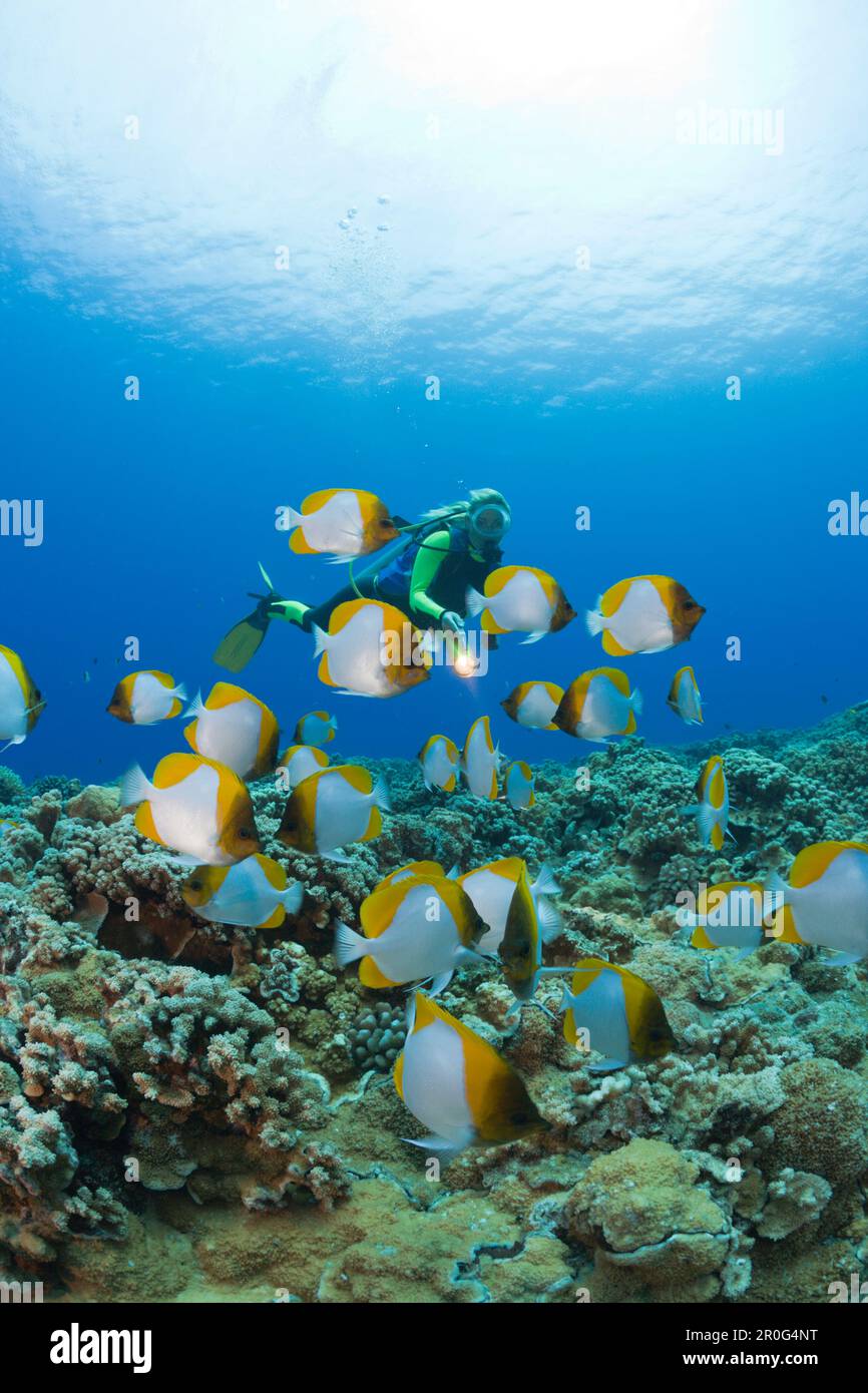 Pyramid Butterflyfishes and Diver, Hemitaurichthys polyepis, Molokini ...