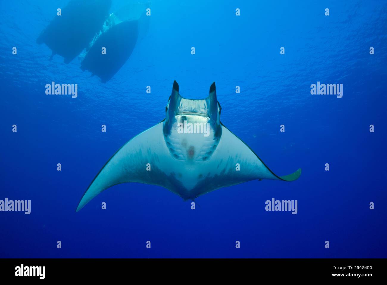 Sicklefin Mobula, Mobula tarapacana, Azores, Princess Alice Bank ...