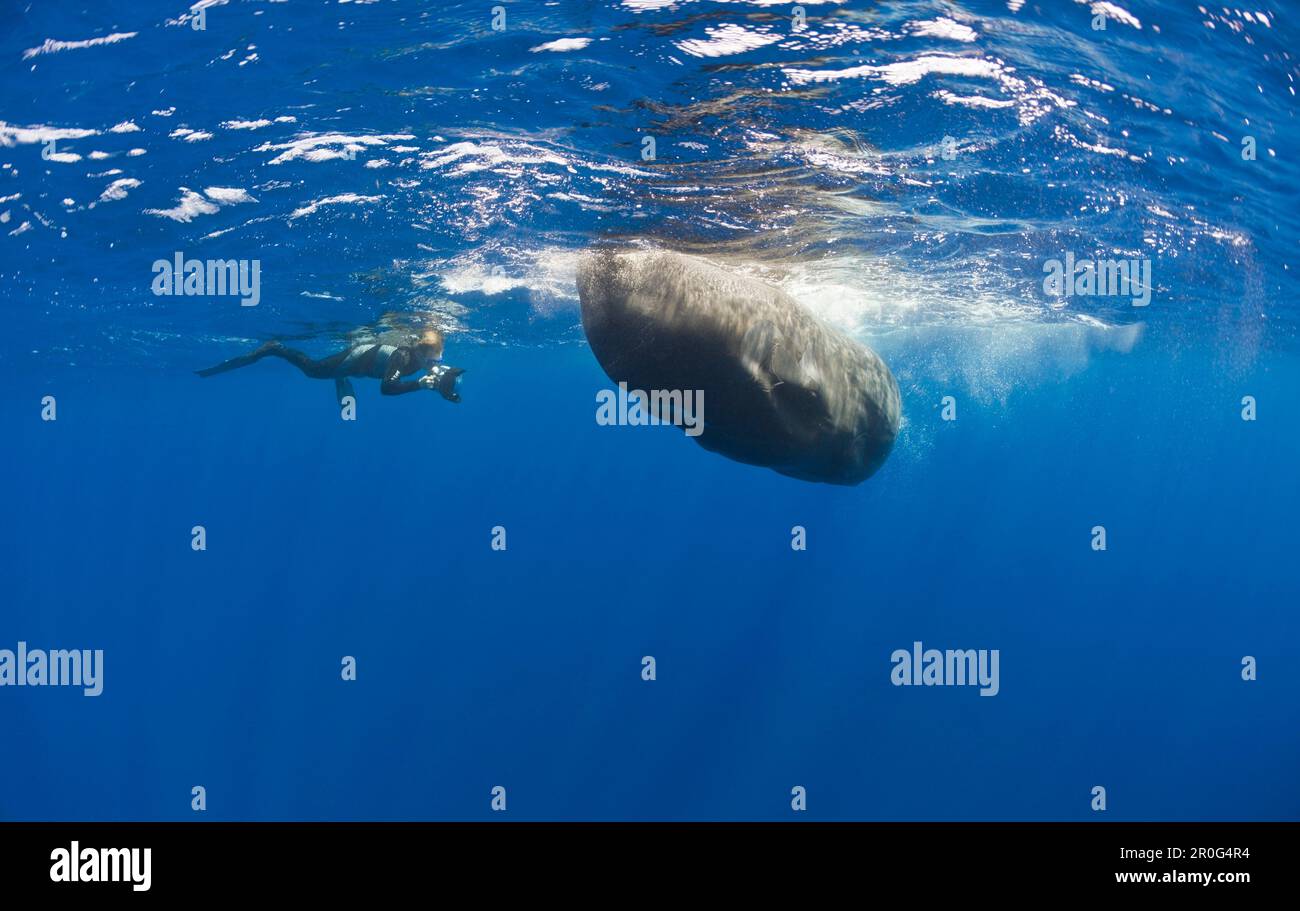 Sperm Whale and Photographer, Physeter catodon, Azores, Atlantic Ocean, Portugal Stock Photo - Alamy