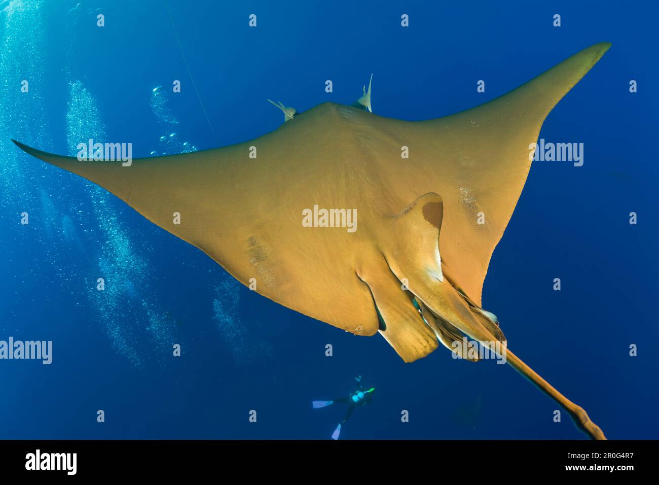 Sicklefin Mobula, Mobula tarapacana, Azores, Princess Alice Bank ...