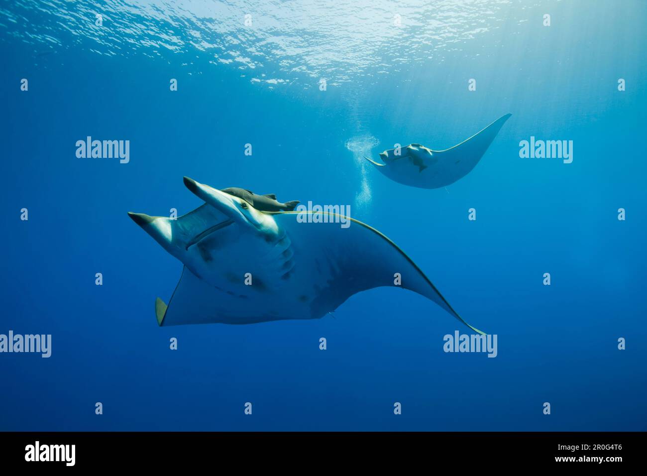 Sicklefin Mobulas, Mobula tarapacana, Azores, Princess Alice Bank ...