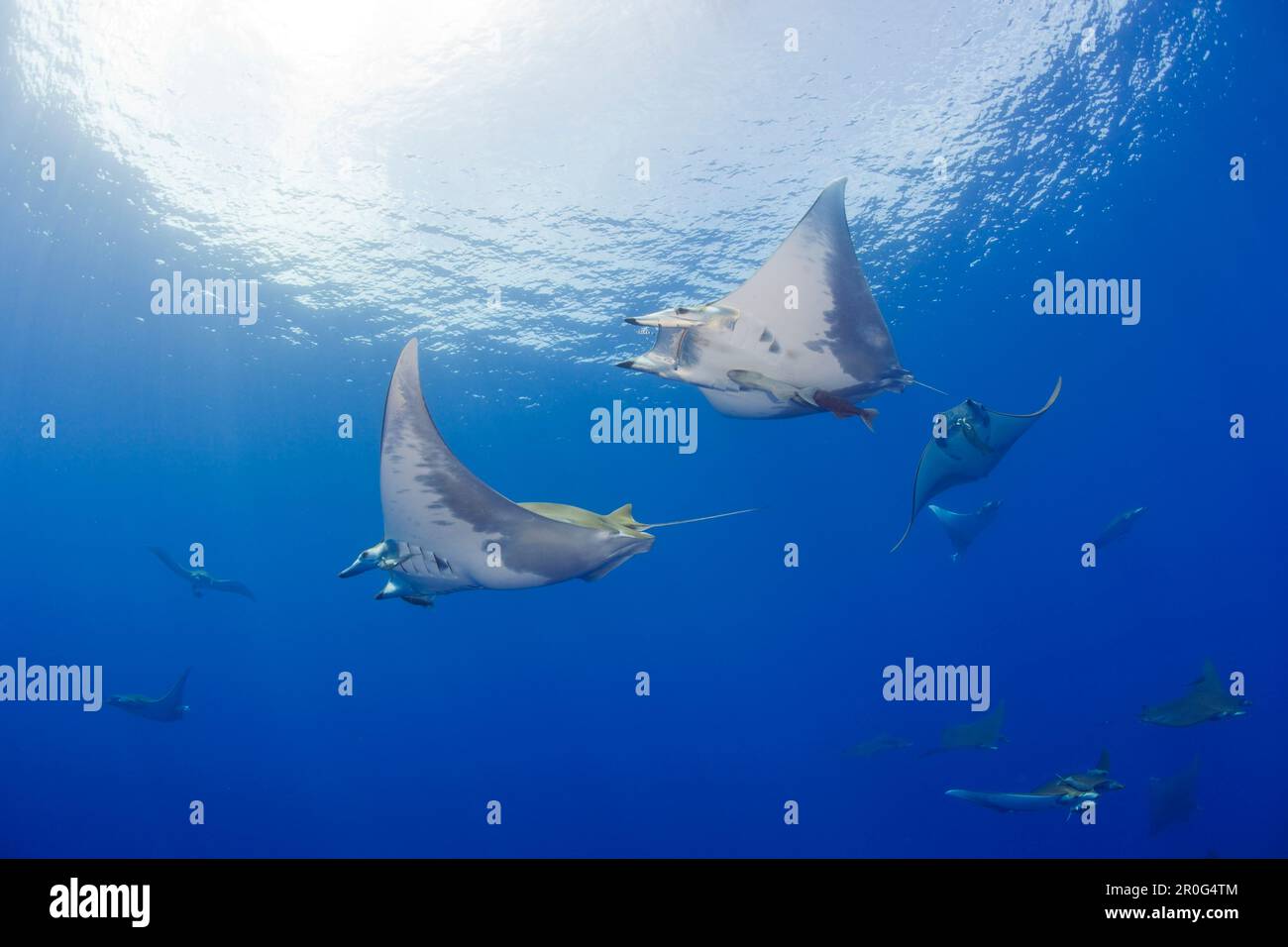 Sicklefin Mobulas, Mobula tarapacana, Azores, Princess Alice Bank ...