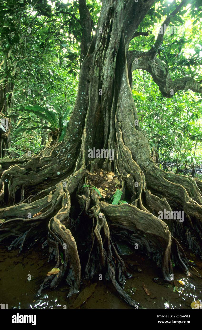 Roots and trunk of a mighty water chessnut at the rainforest, Island of ...