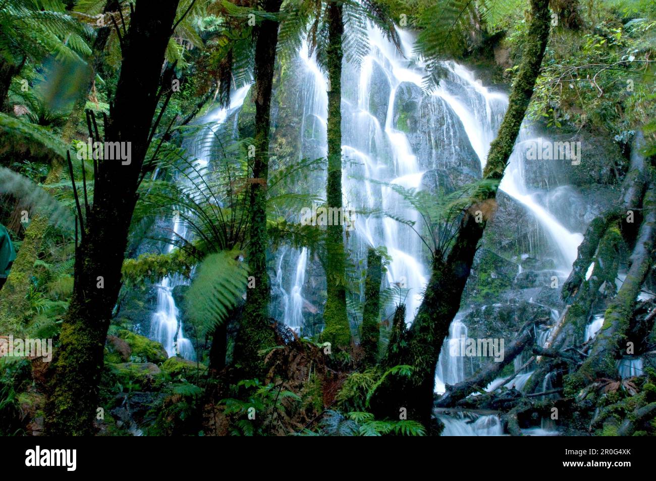 View at teh Bridal Vail Falls behind tree ferns, North Island, New ...