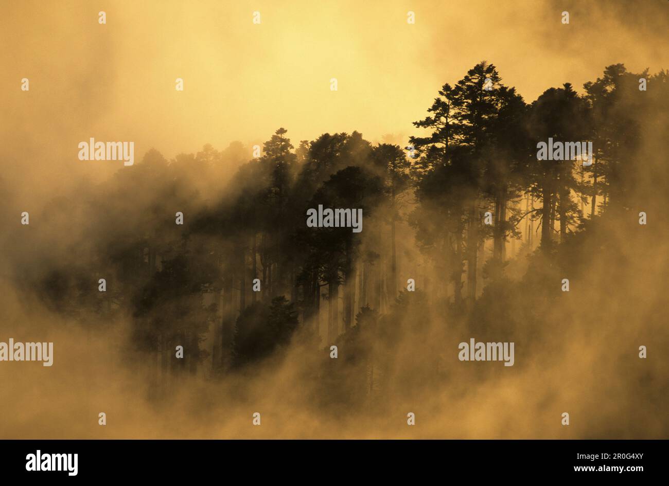 Forest in the morning mist at Shei-Pa National Park, Taiwan, Asia Stock ...
