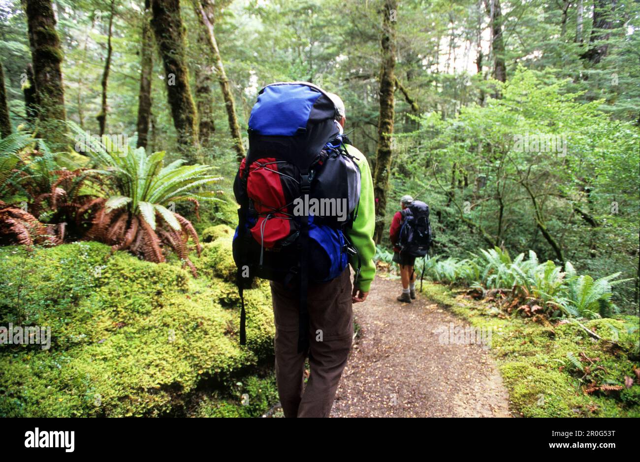 Trekker hiking on the Kepler Track crossing thick forests, Fiordland ...