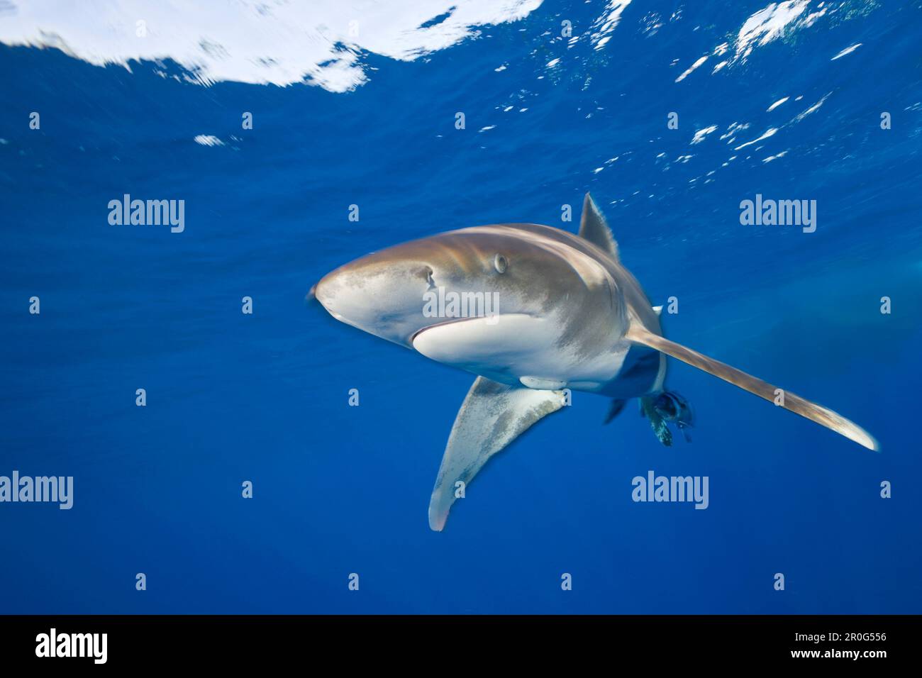 Oceanic Whitetip Shark, Carcharhinus longimanus, Elphinestone Reef, Red ...