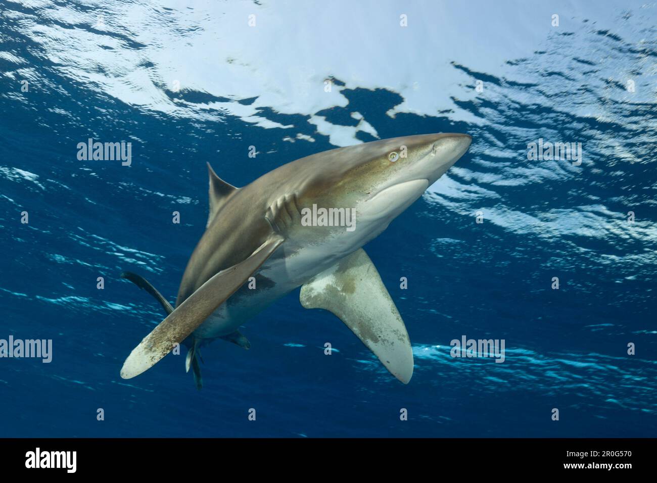 Oceanic Whitetip Shark, Carcharhinus longimanus, Brother Islands, Red ...