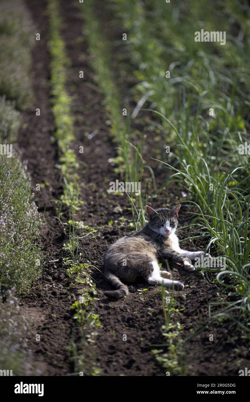 Cat in vegetable patch, biological dynamic (bio-dynamic) farming ...