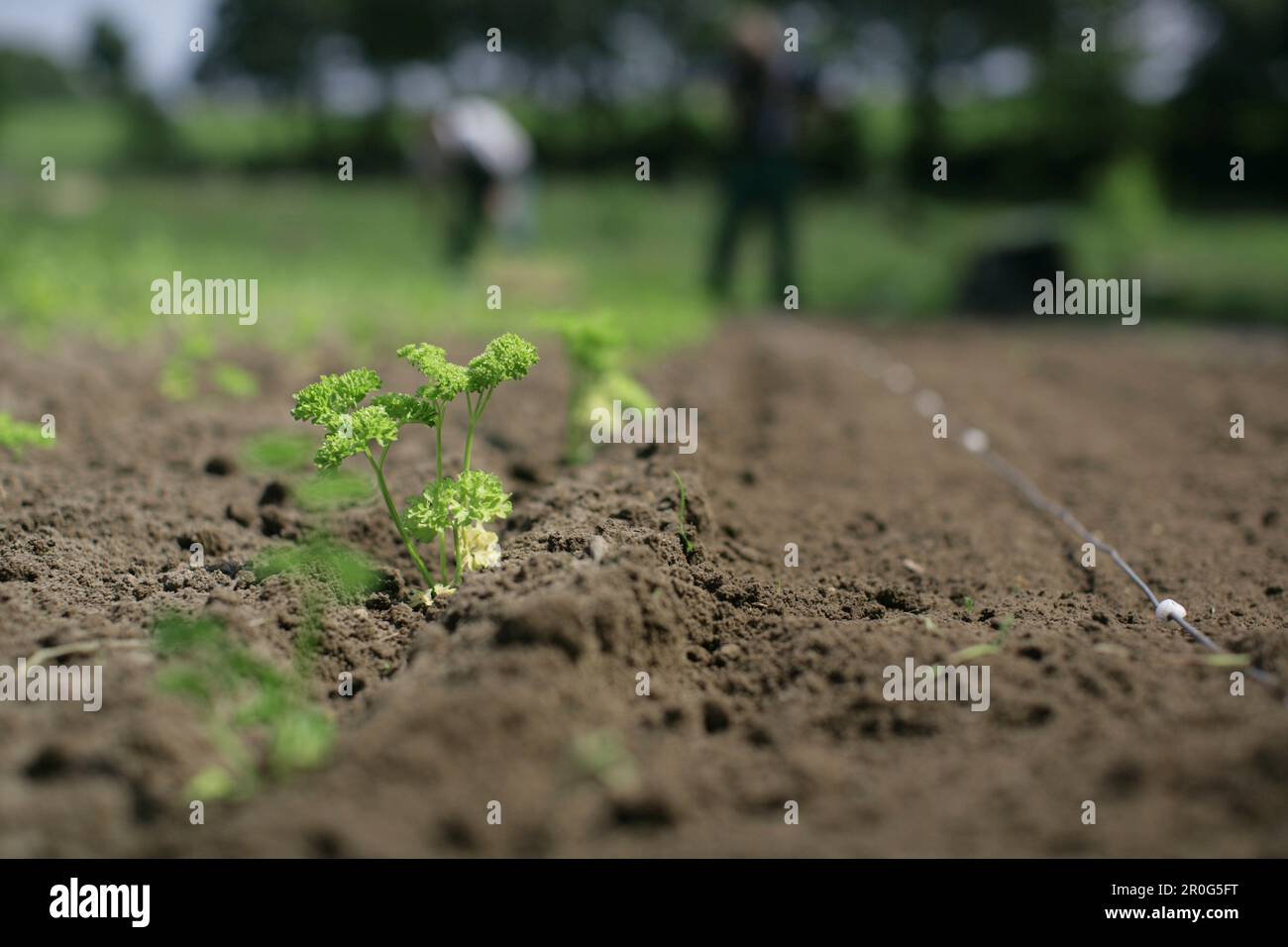 Parsley seedlings, biological dynamic (bio-dynamic) farming, Demeter ...