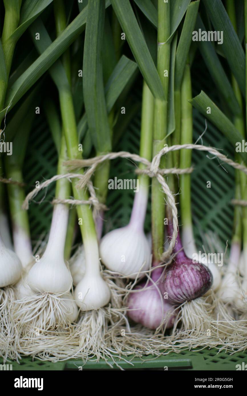 Green onions in vegetable box, biological dynamic (bio-dynamic) farming ...