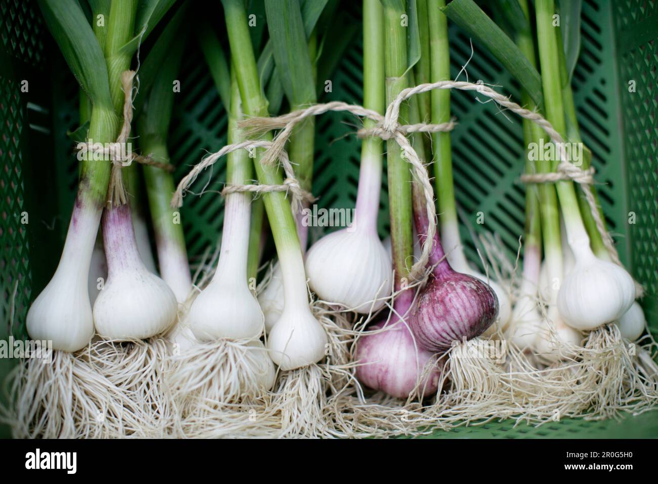 Green onions in vegetable box, biological dynamic (bio-dynamic) farming ...