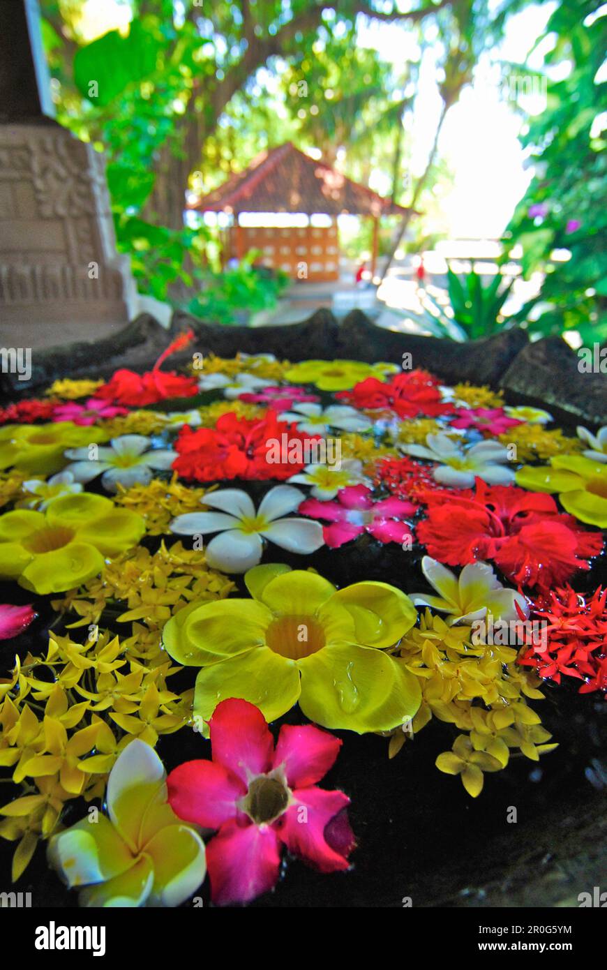 Colourful flowers floating in a water basin, Air Sanih, Northern Bali ...