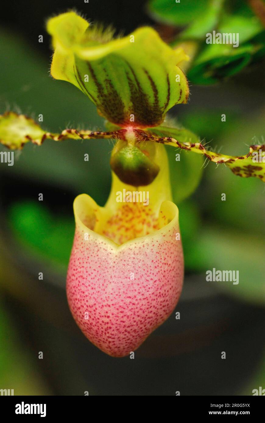 Tropical flower at the botanical garden, Ubud, Bali, Indonesia, Asia ...