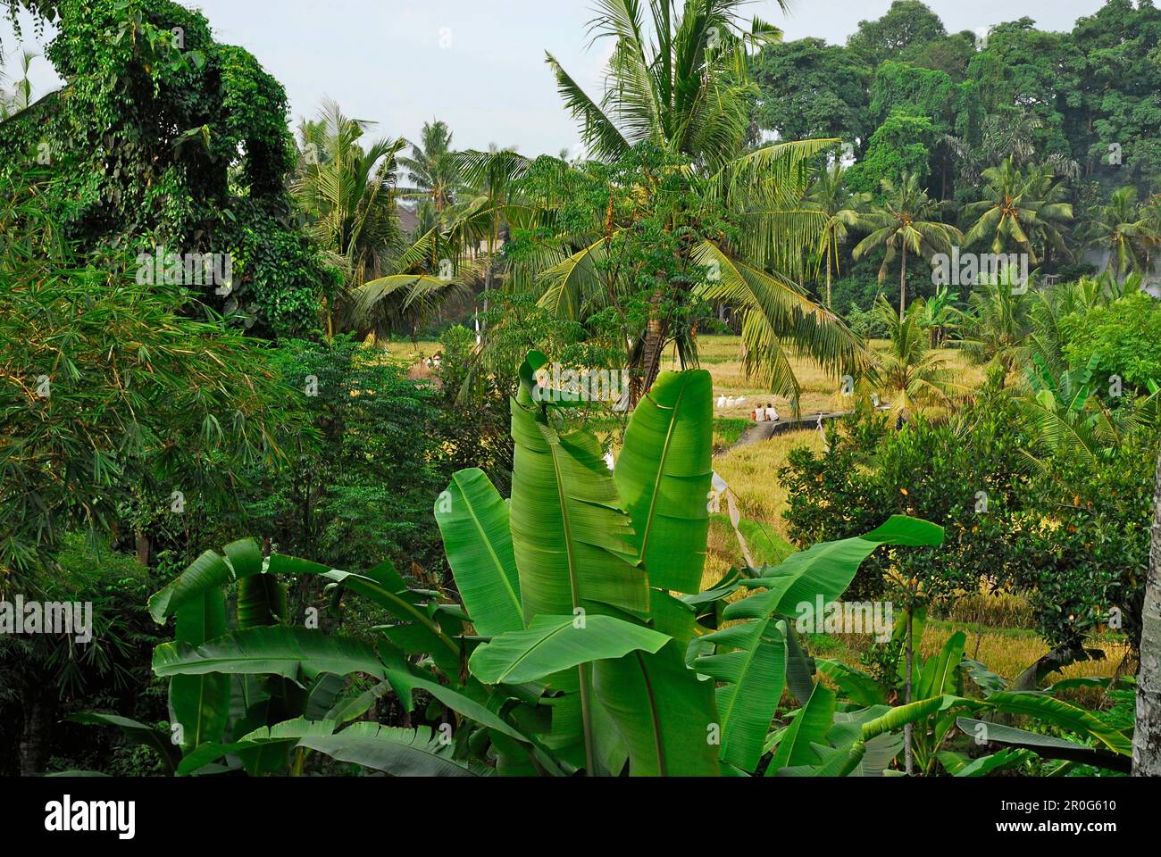 View at palm trees and rice fields at Peliatan, Ubud, Bali, Indonesia ...