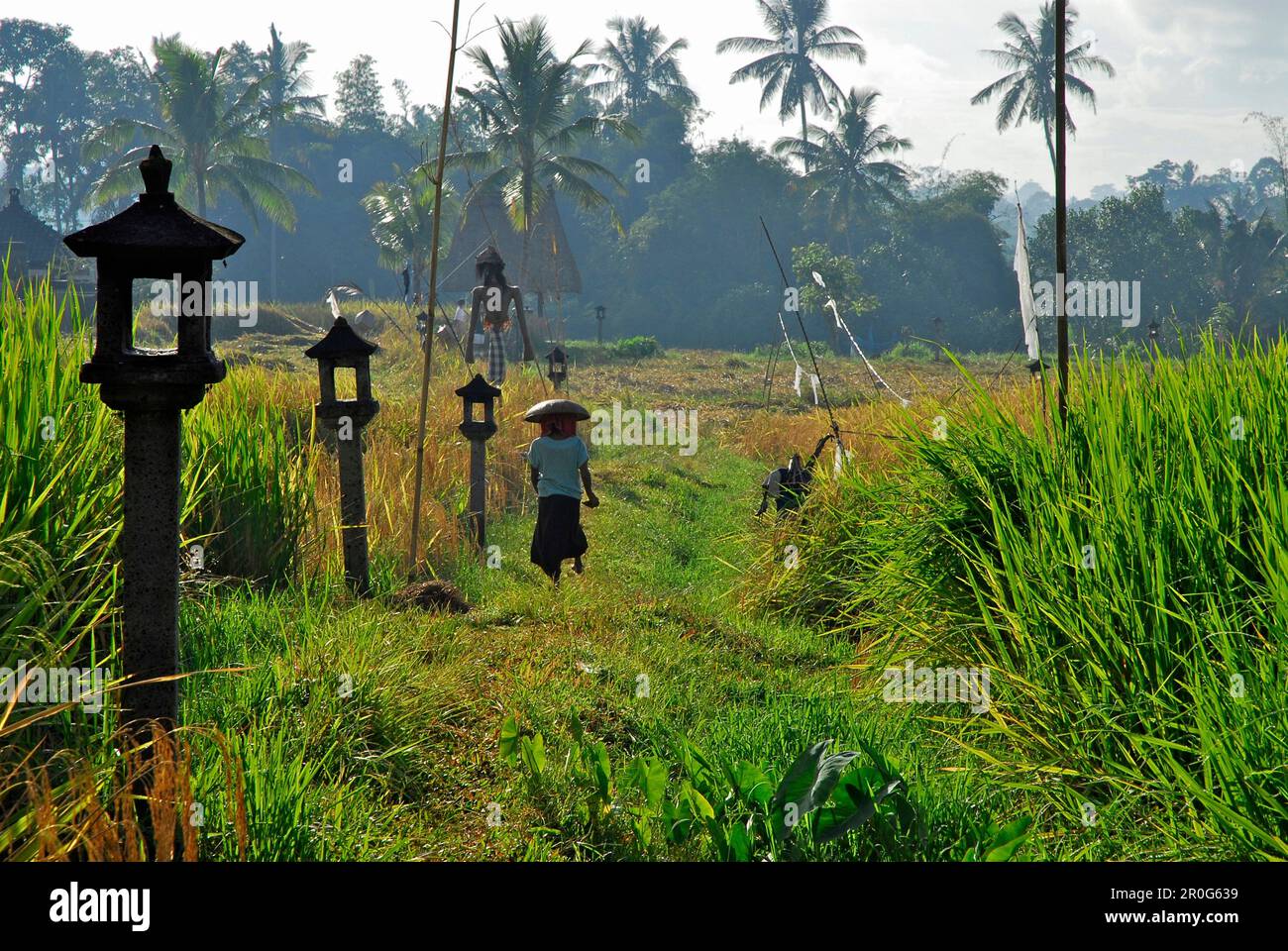 Goa rice field hi-res stock photography and images - Alamy