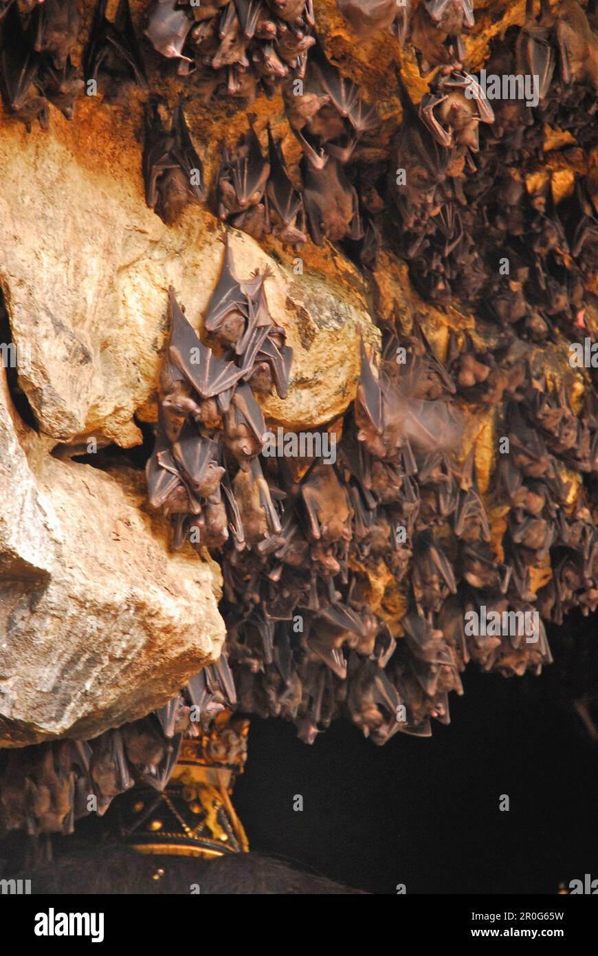Bats hanging on rocks in a cave, Goa Lawah, East Bali, Indonesia, Asia ...
