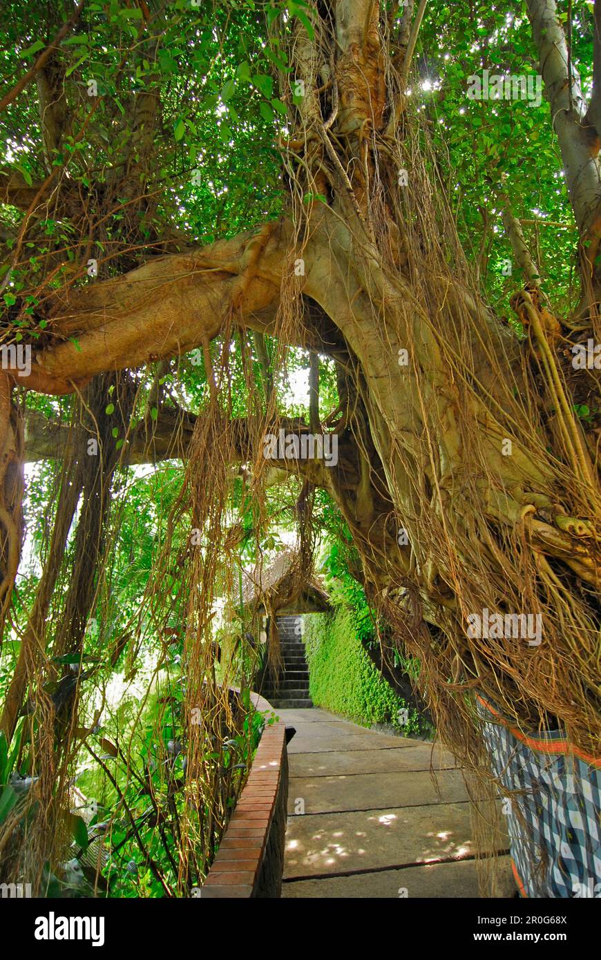 Banyan tree in the garden of Kupu Kupu Barong Resort, Ubud, Indonesia ...