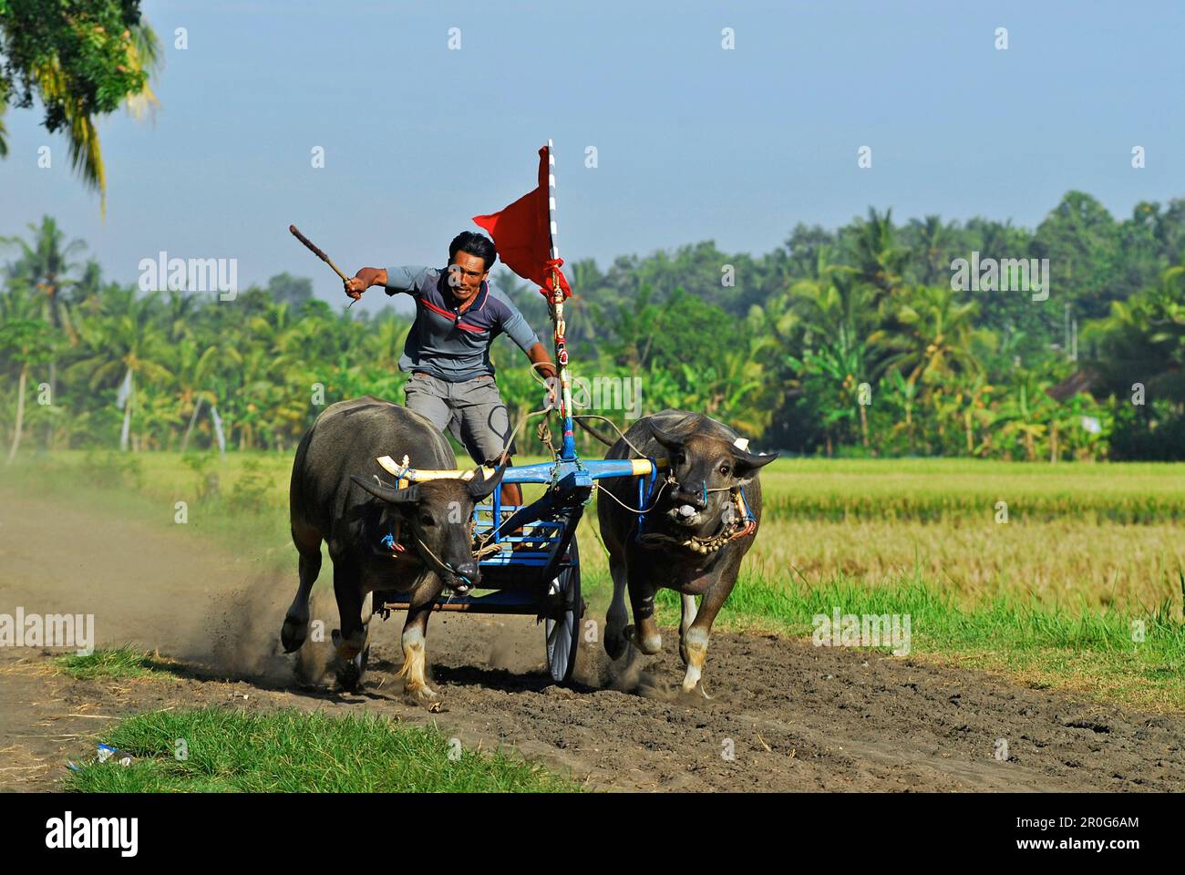 Two buffalos pulling a cart at high speed, buffalo race, Negara, West ...