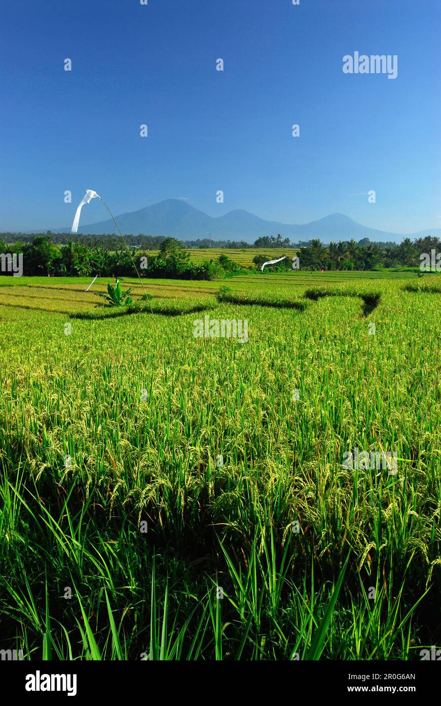 Rice fields under blue sky, view at Gunung Batukau volcano, Central ...
