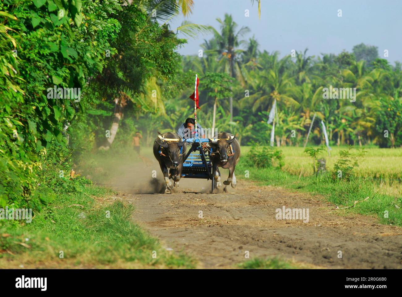 Two buffalos pulling a cart at high speed, buffalo race, Negara, West ...