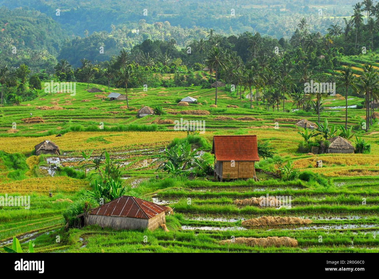 Mountain scenery with rice fields, North Bali, Indonesia, Asia Stock ...
