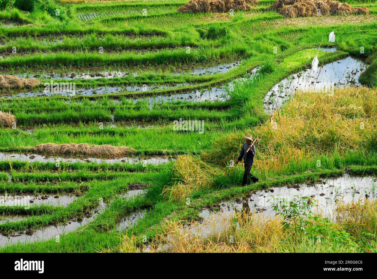 Paddy farmer walking over rice fields, North Bali, Indonesia, Asia ...