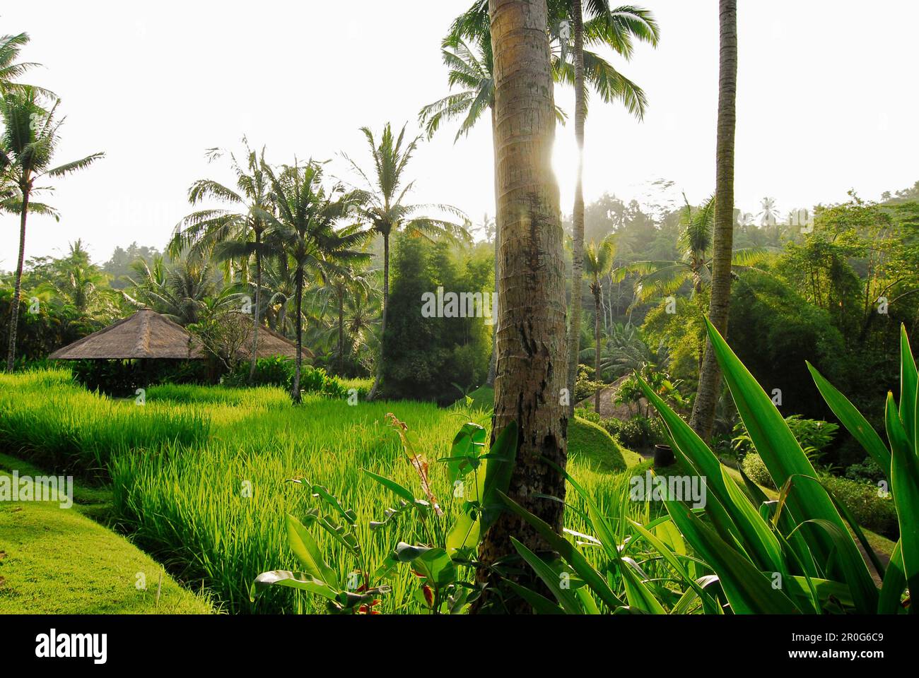 Bungalows of the Four Seasons Hotel under palm trees in the sunlight ...