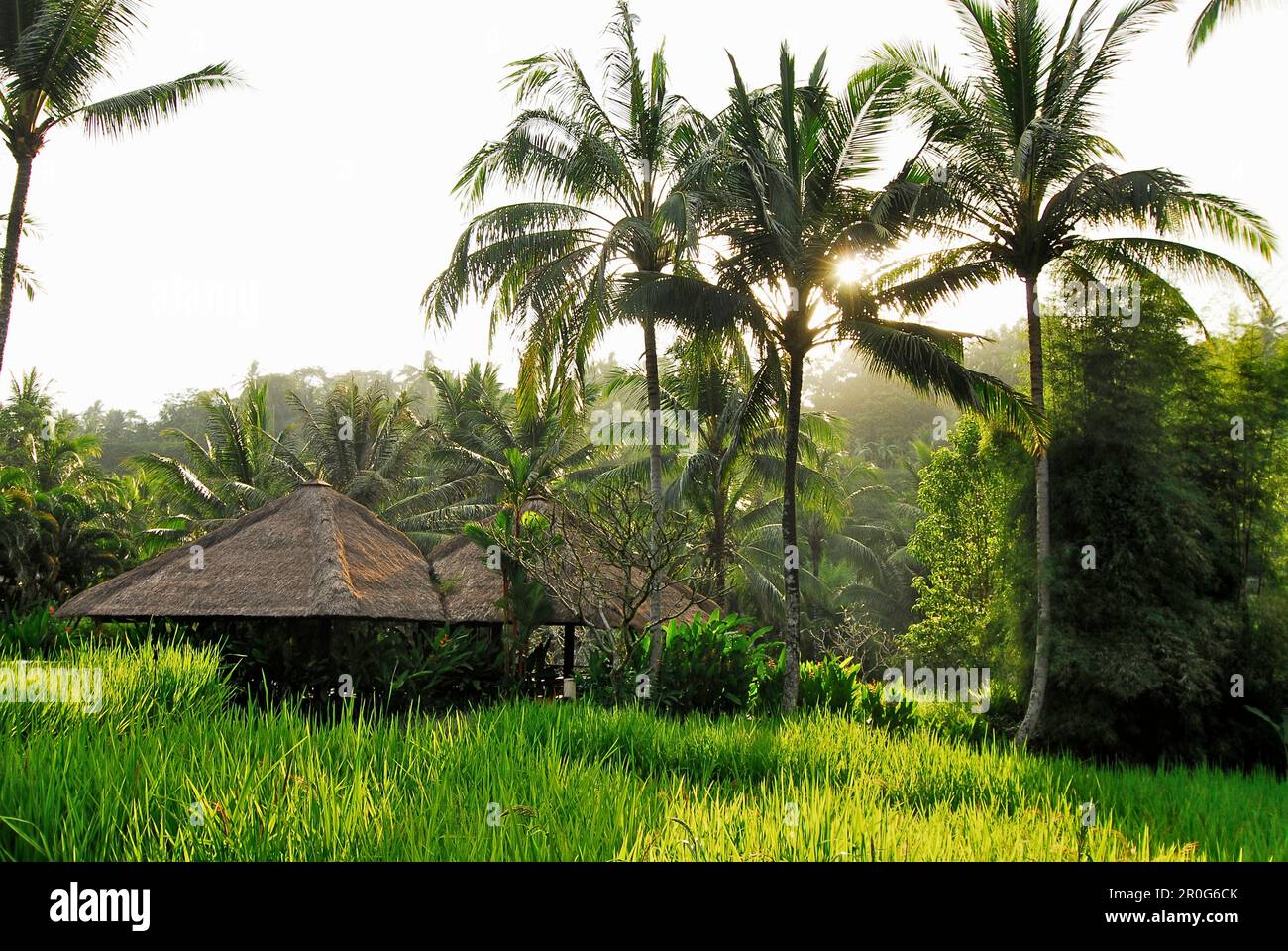 Bungalows of the Four Seasons Hotel under palm trees in the sunlight ...