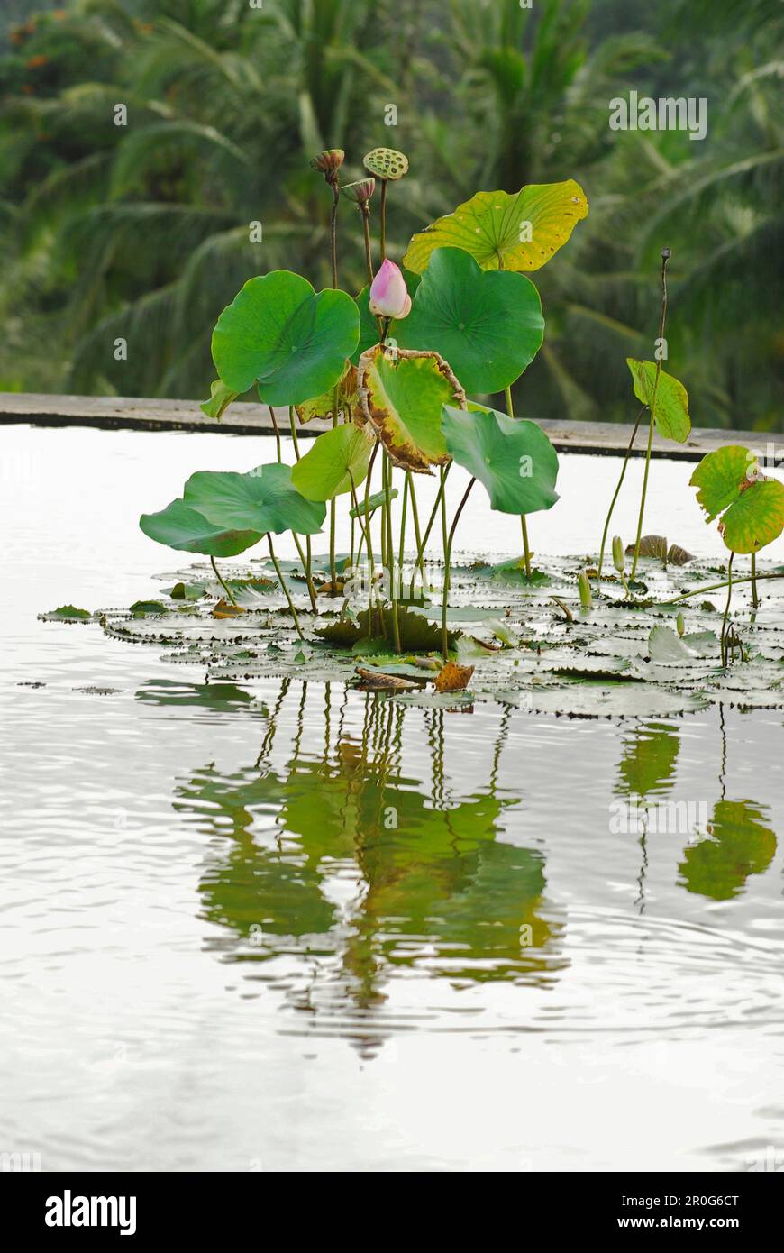 Lotus flowers in the pool on the roof of Hotel Four Seasons at Sayan ...