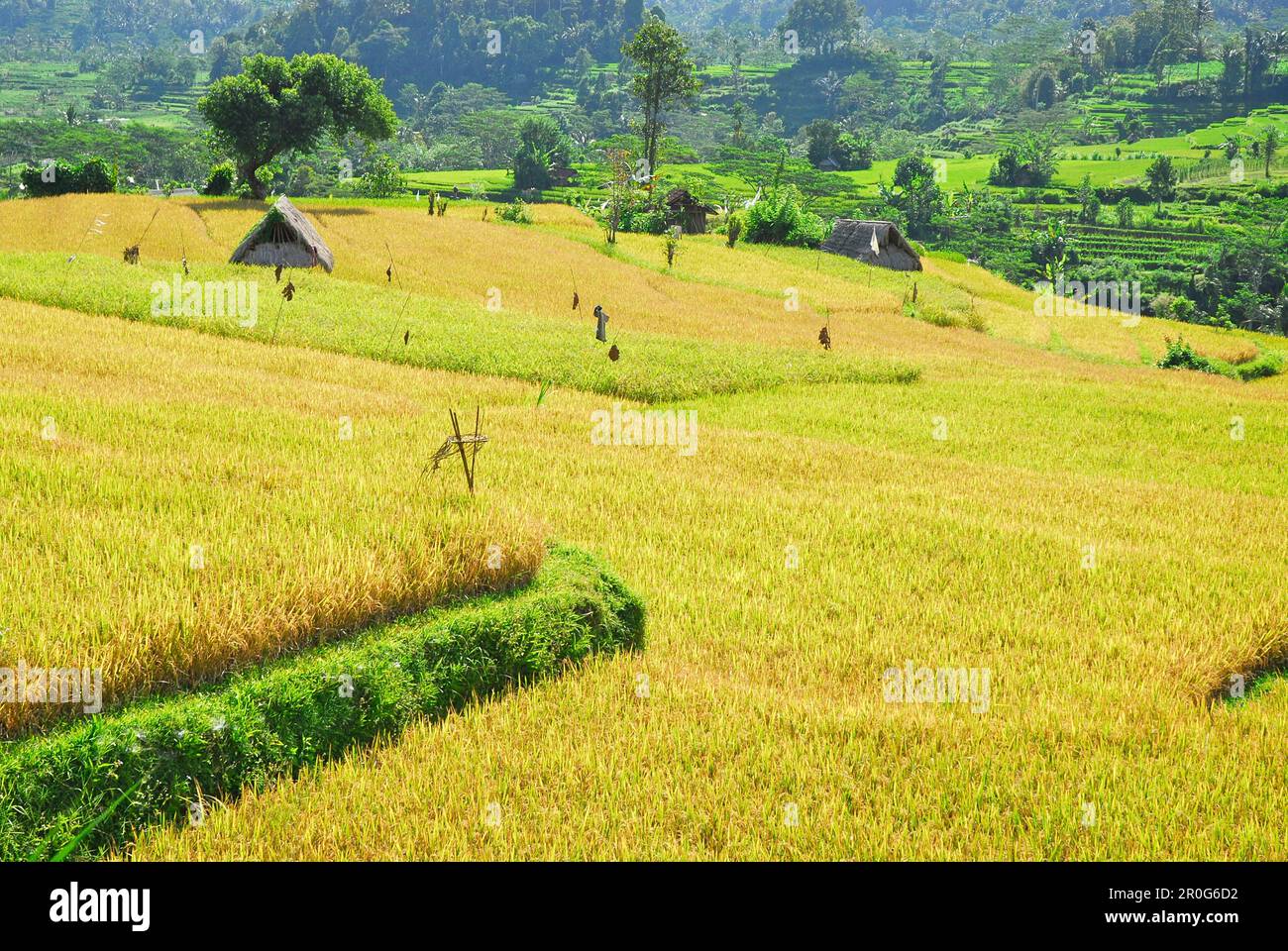 View over ripe rice field, Sidemen, East Bali Indonesia, Asia Stock ...
