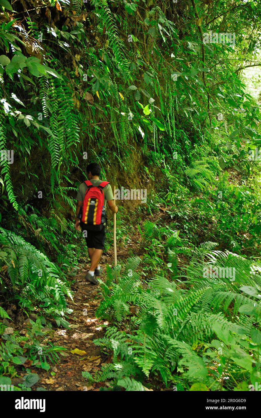 A man hiking through remote mountain scenery, North Bali, Indonesia ...
