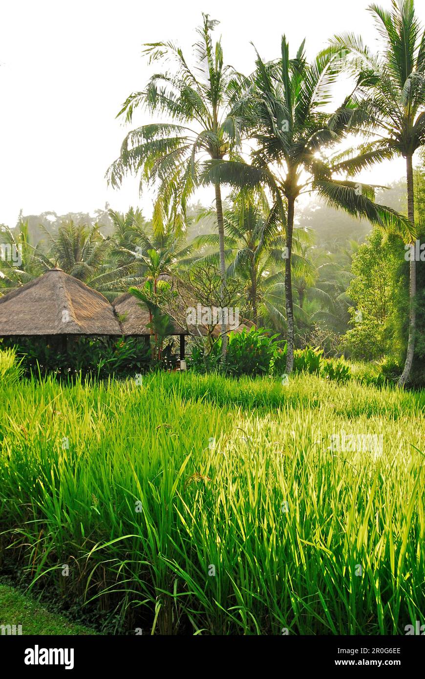 Bungalows of the Four Seasons Hotel under palm trees in the sunlight ...