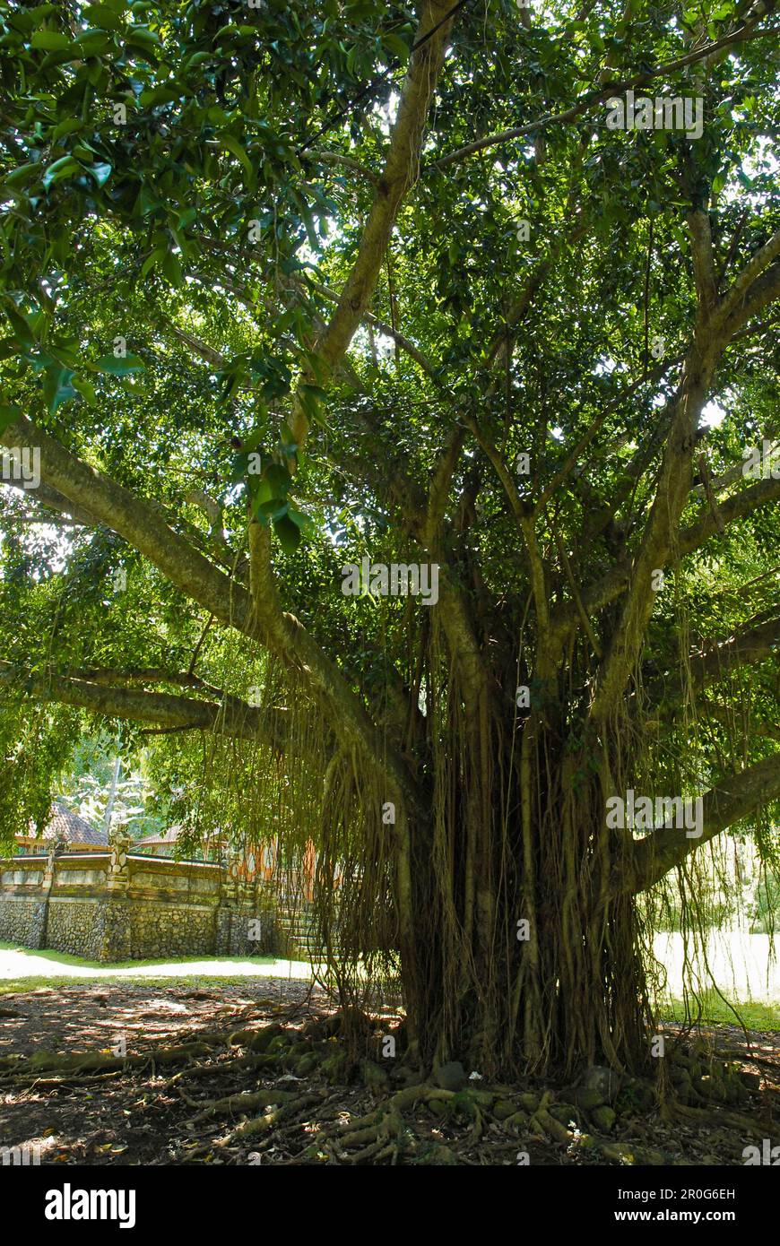 Banyan tree at forest temple, Tenganan, Bali Aga village, East Bali ...
