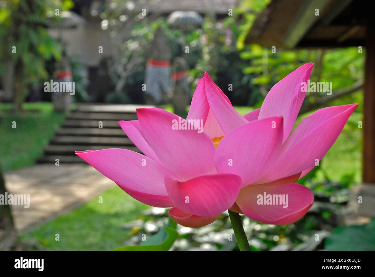 Pink lotus flower in the garden of Amandari Resort, Yeh Agung, Bali ...
