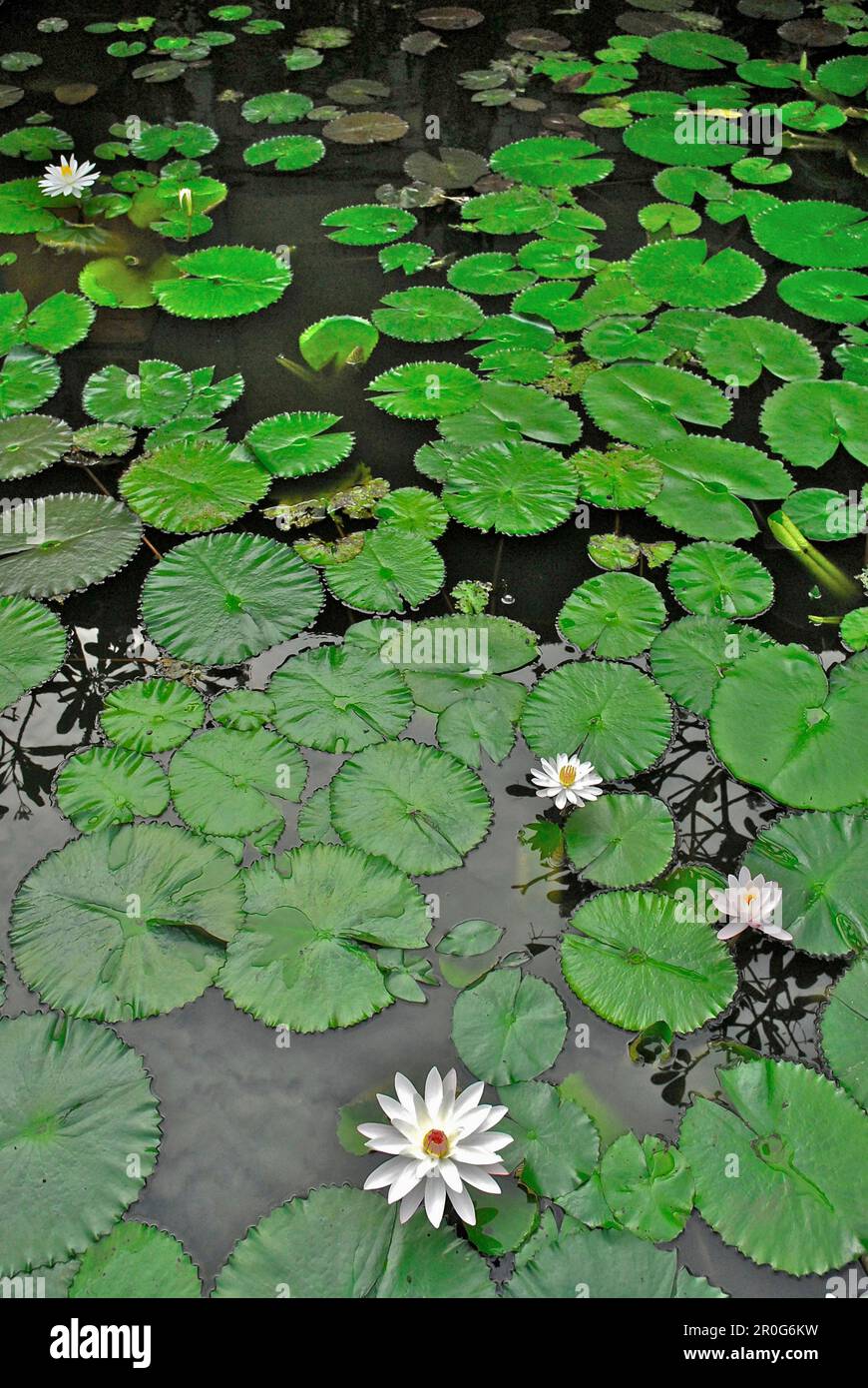 View at water lillies in a pond at Amandari Resort, Yeh Agung, Bali ...