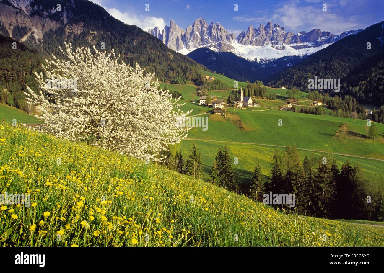 Cherry blossom, Santa Maddalena, view to Le Odle, Val di Funes ...