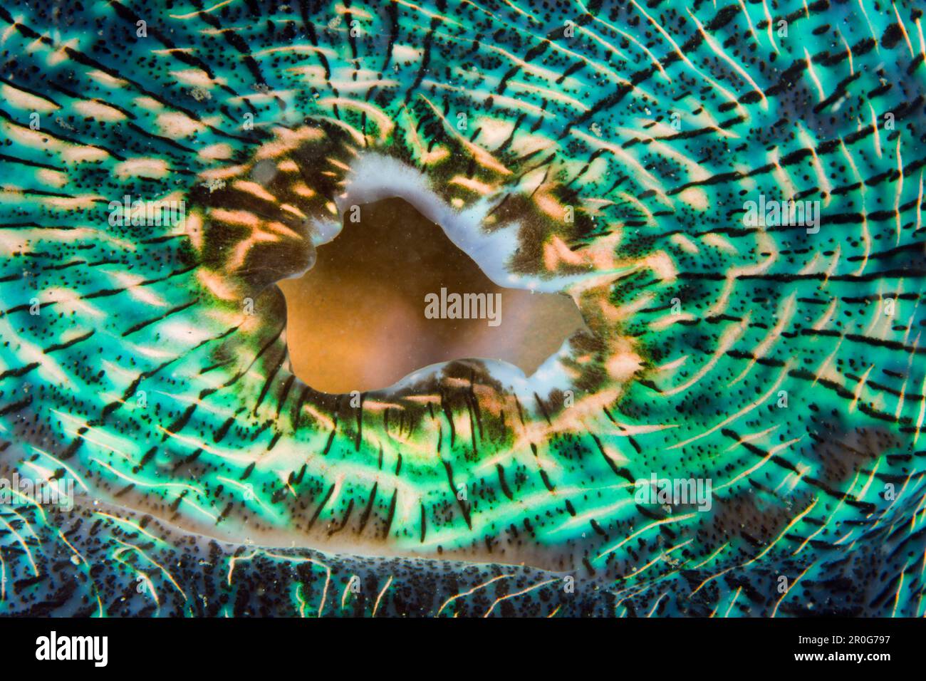 Clam structure hi-res stock photography and images - Alamy