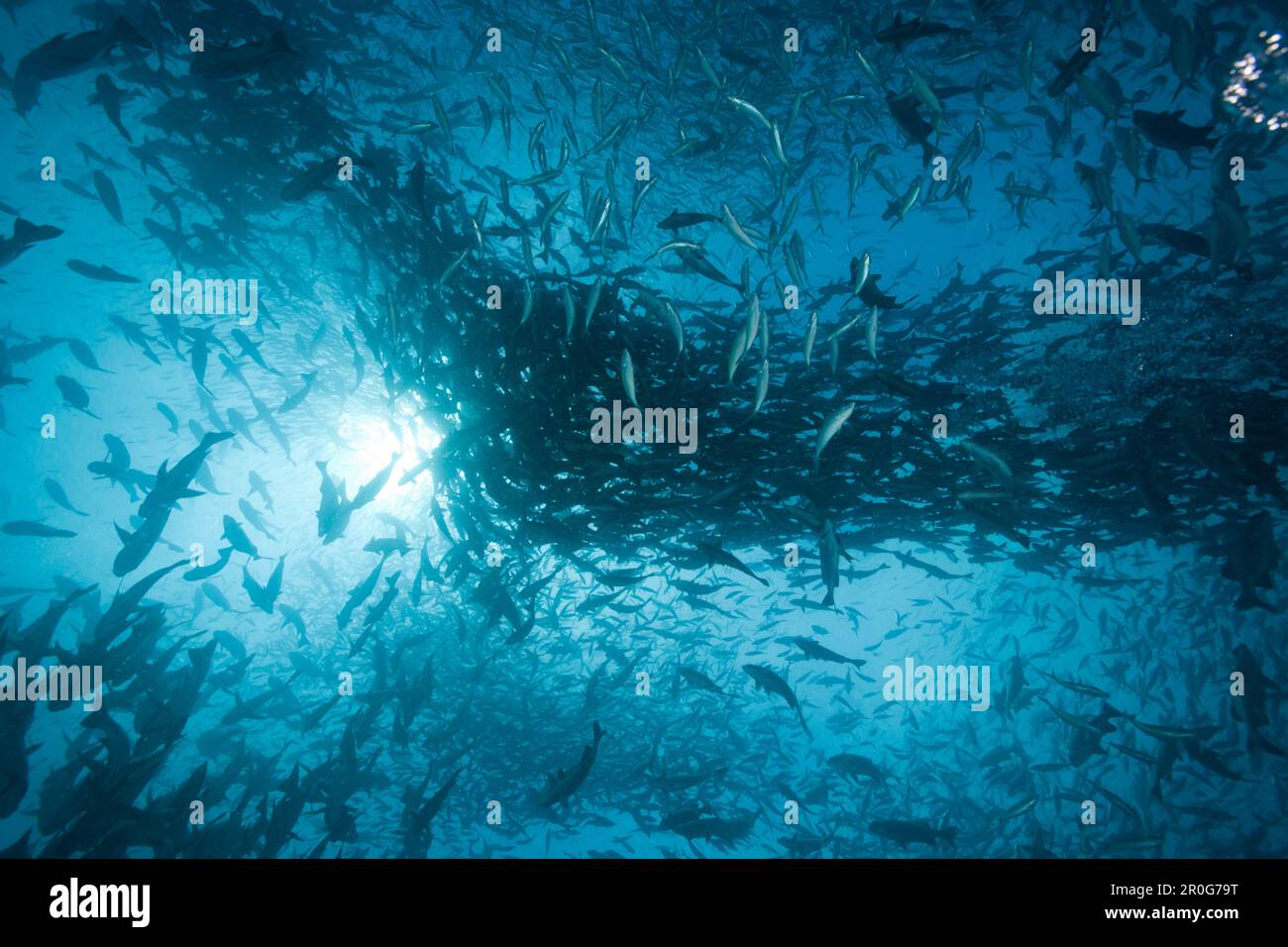 Shooling Black Snapper and Fusiliers, Macolor niger, German Channel ...