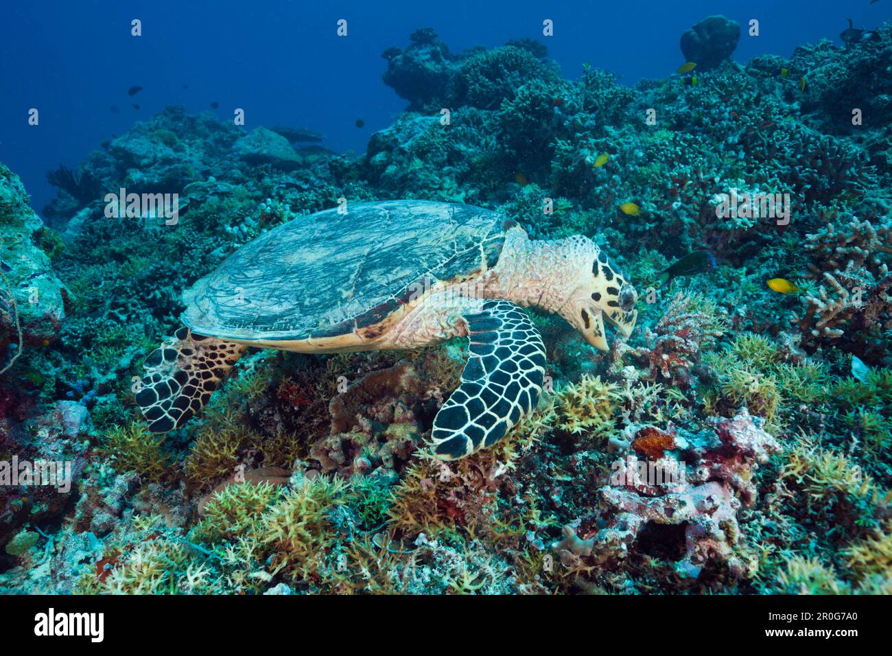 Feeding Hawksbill Turtle, Eretmochelys imbricata bissa, German Channel ...