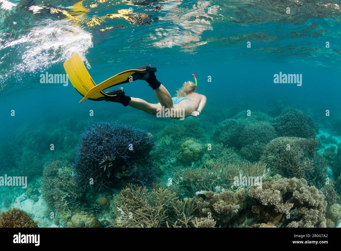 Skin Diving at Palau, Micronesia, Palau Stock Photo - Alamy